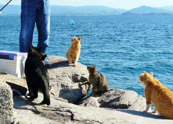 Happy Cat Day (22 February): 5 Cat Islands in Japan to Meet Feline ...