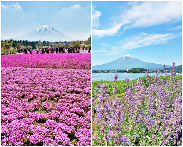Mount Fuji Day (23 February): 5 Ways to Enjoy Japan’s Tallest Mountain ...