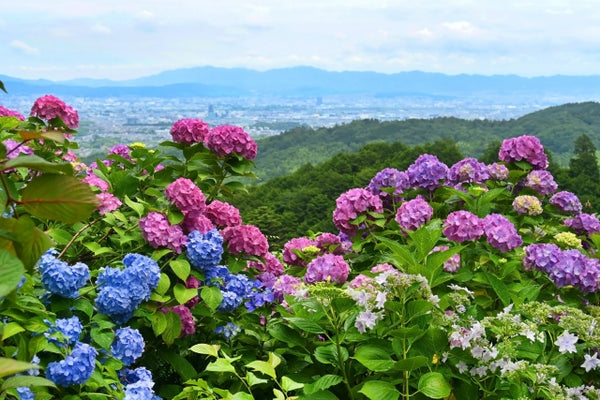 Tsuyu in Japan: Must-Visit Spots for Hydrangeas During the Rainy Season ...