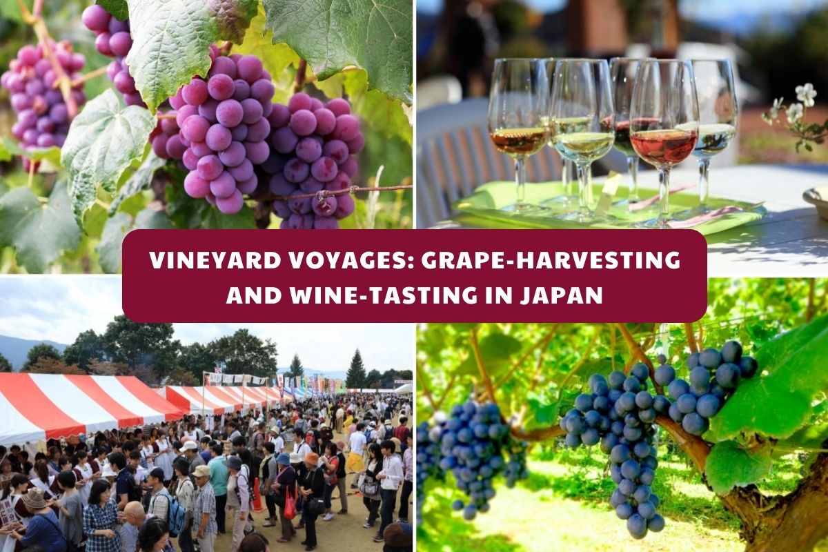 Vineyard Voyages: Grape-Harvesting and Wine-Tasting in Japan – Japan ...