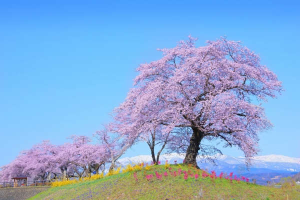How to Be a "Sakura Master" For Your Next Spring Adventure | JAPAN RAIL ...