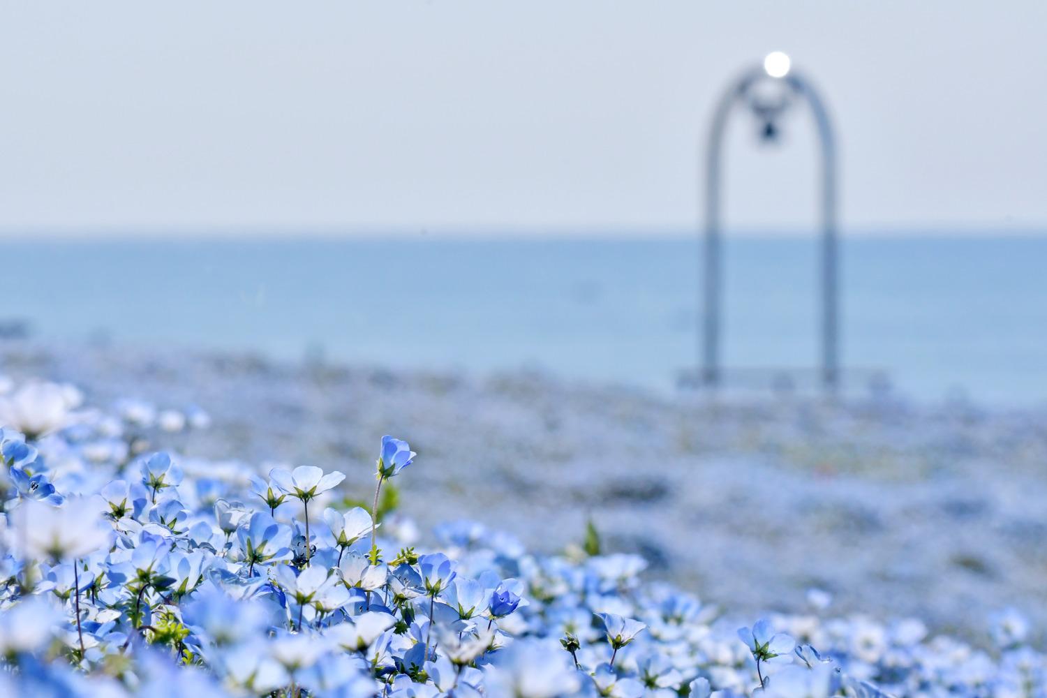 Autumn in Ibaraki: Enjoy Kochia, Seasonal Blooms at Hitachi Seaside ...