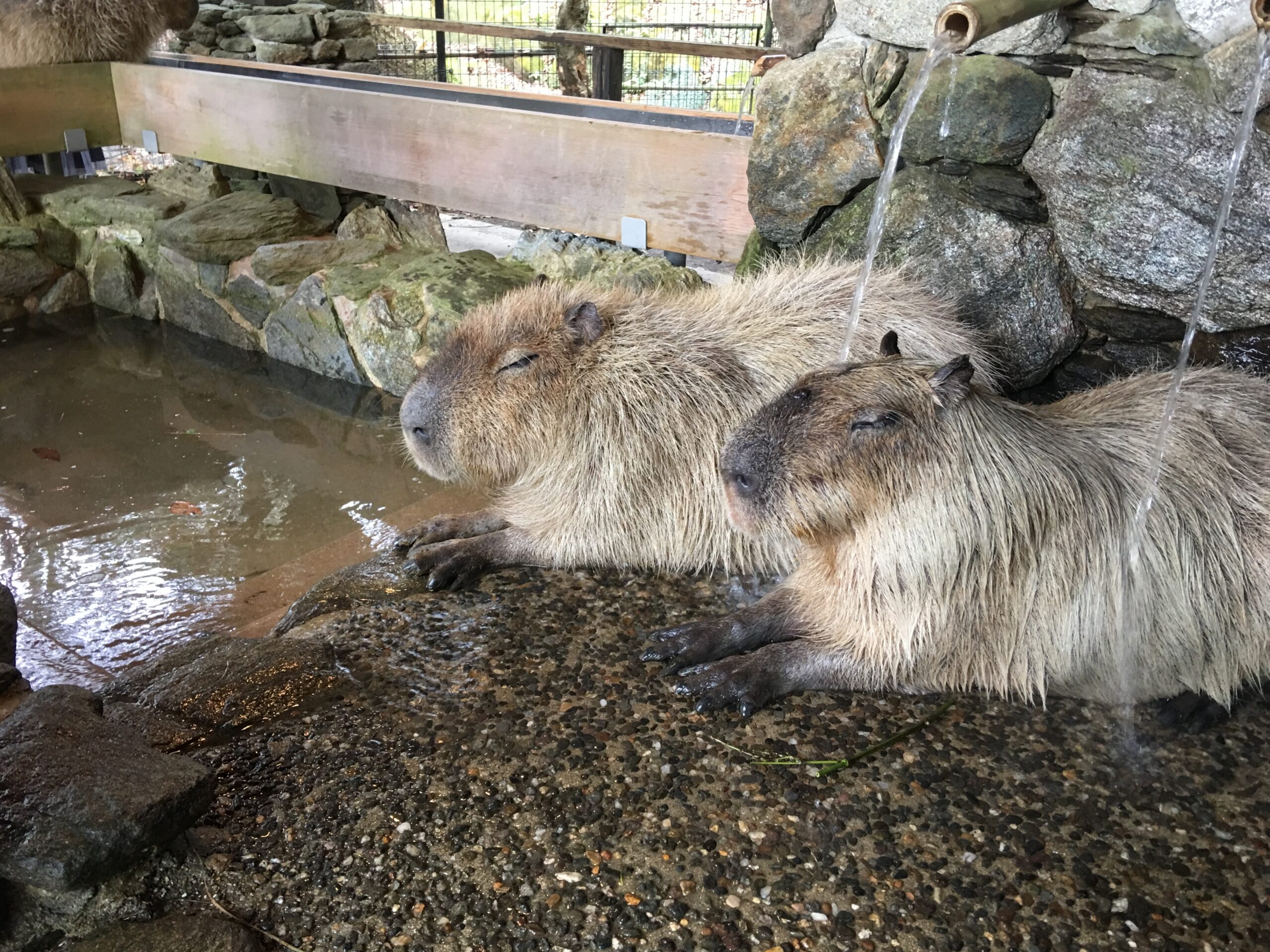 Nagasaki Adventures: Capybaras, an Abandoned Island, & More | JAPAN ...