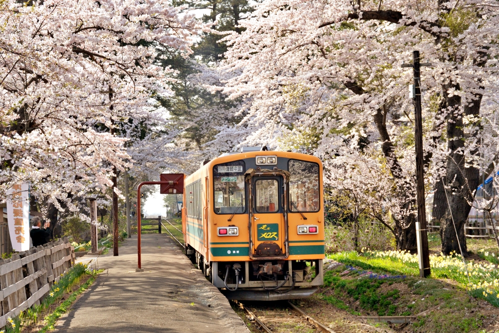 Go Loco for Sakura: At-track-tive Views of Trains and Cherry Blossoms ...