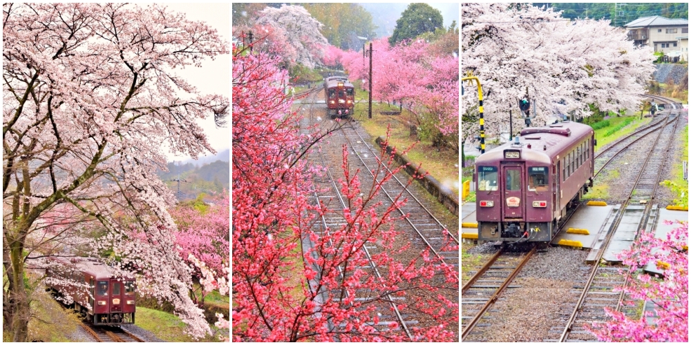 Go Loco for Sakura: At-track-tive Views of Trains and Cherry Blossoms ...