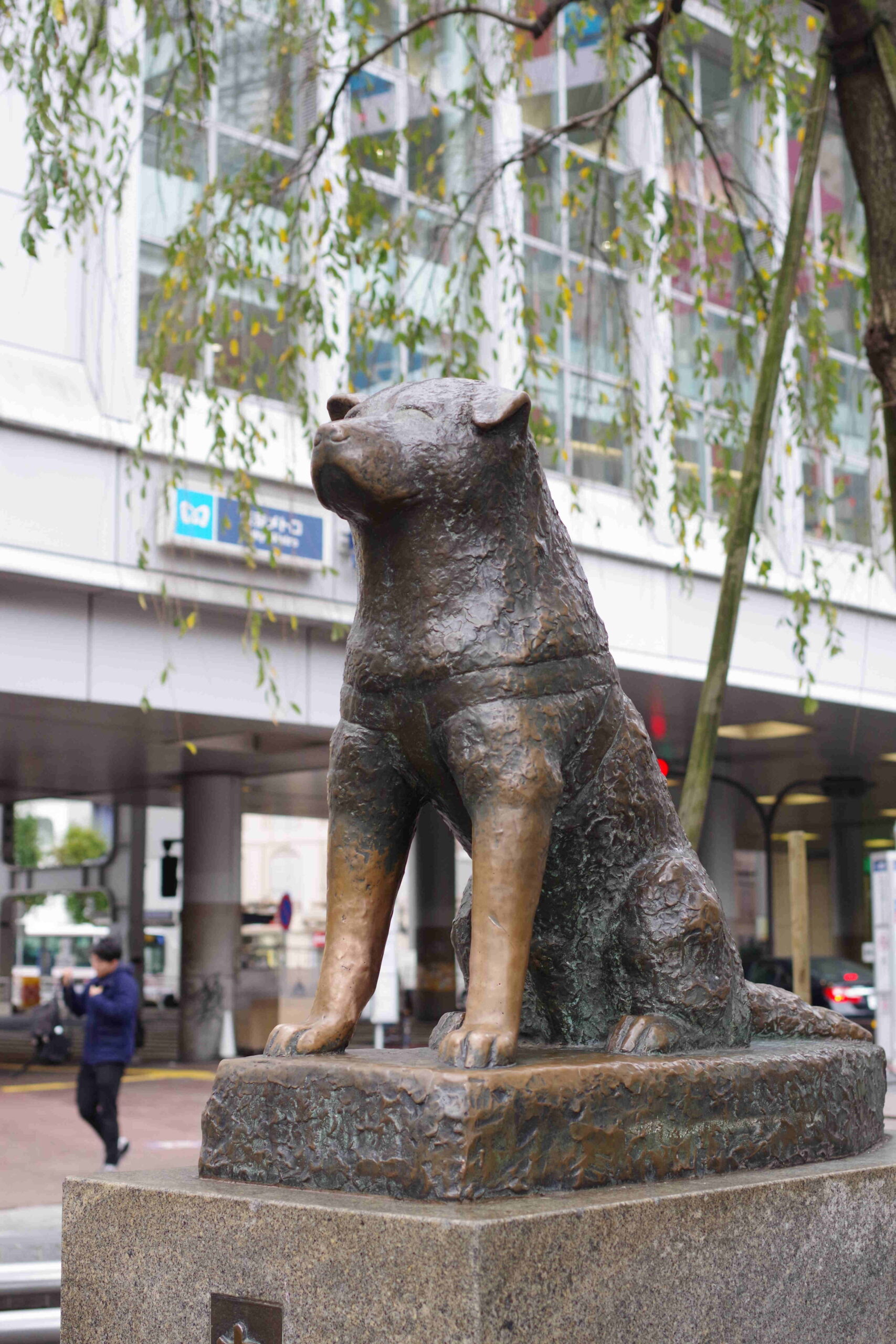 Looking for Hachiko: Where to Find Akita Dogs in Japan | JAPAN RAIL CLUB