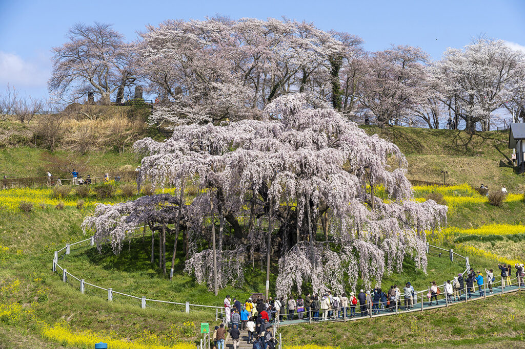 5 Sakura Spots to Visit in Fukushima in April | JAPAN RAIL CLUB