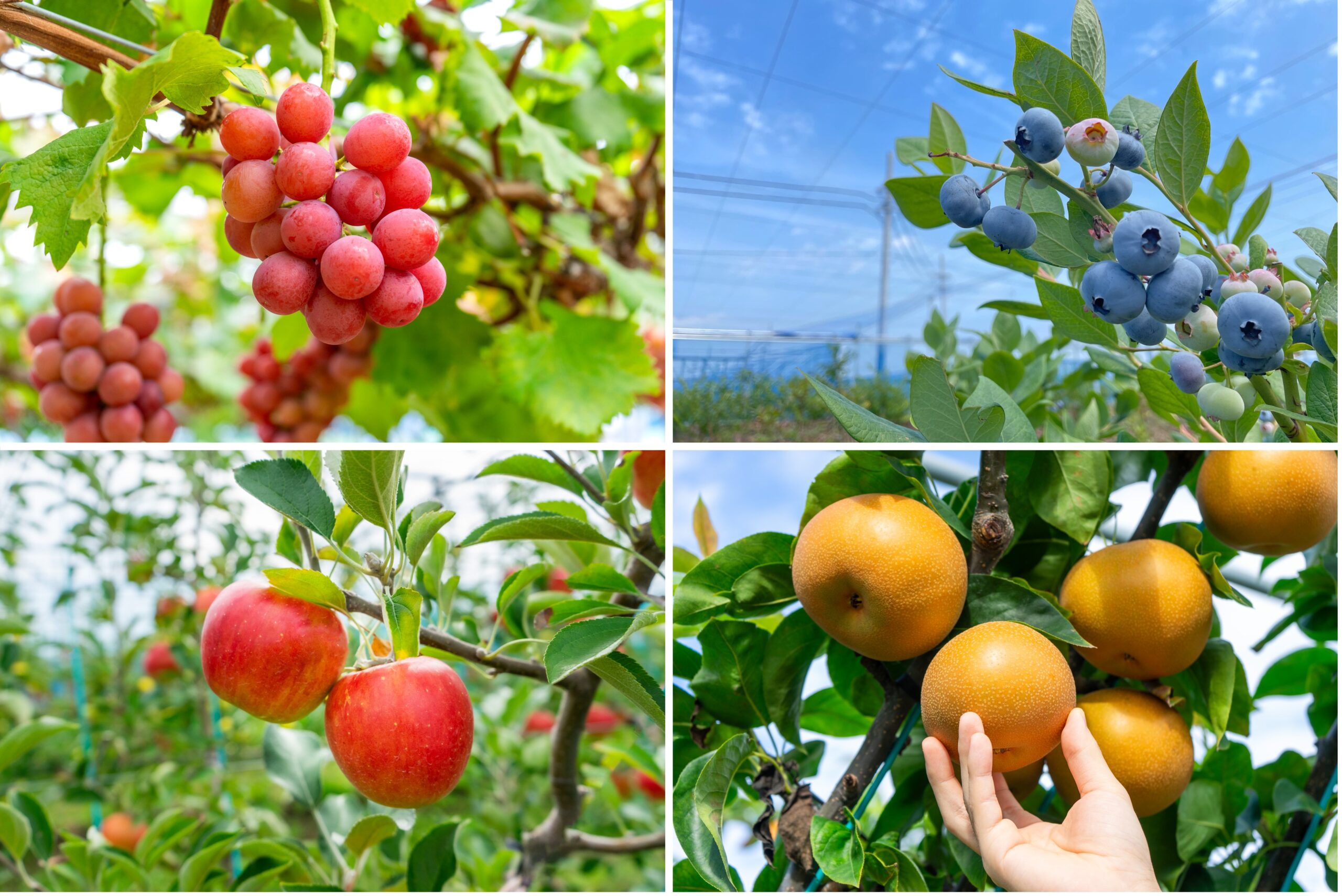 Pick Your Own Fruits at JR Fruits Park Sendai Arahama! | JAPAN RAIL CLUB